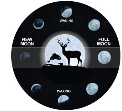 How the Moon Impacts Deer Movement: A Hunter's Complete Guide to Lunar ...